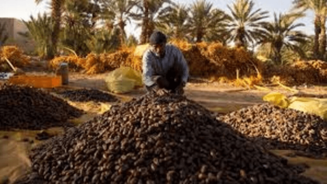 Moroccan dates thrive in Libyan oasis | APAnews - African Press Agency
