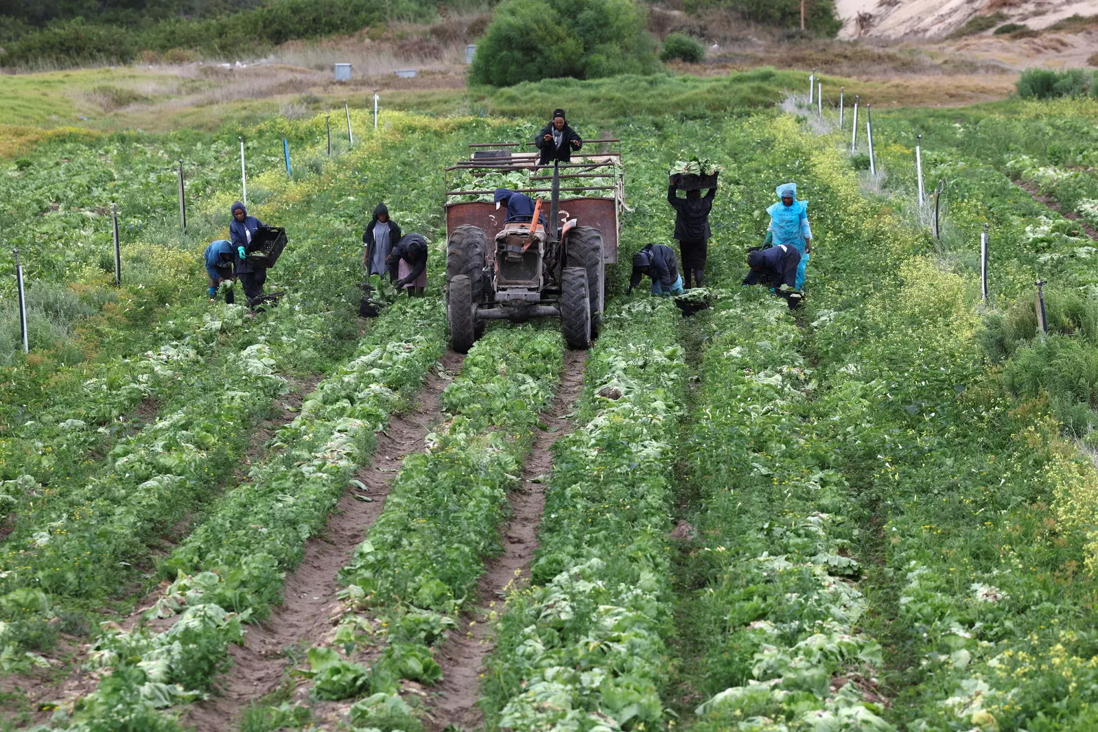 Morocco to invest in agriculture, green energy sectors of Nigeria’s ...