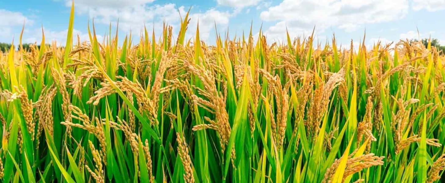 Sierra Leone intensifies efforts to boost local rice production ...