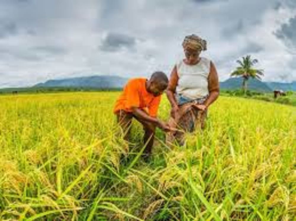 ECA, Congo turn to digital agriculture to tackle food insecurity ...