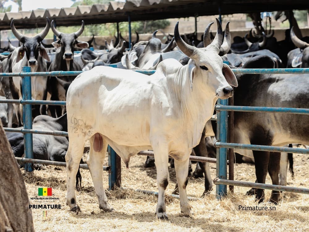Senegal to receive “high genetic value” cattle | APAnews - African ...