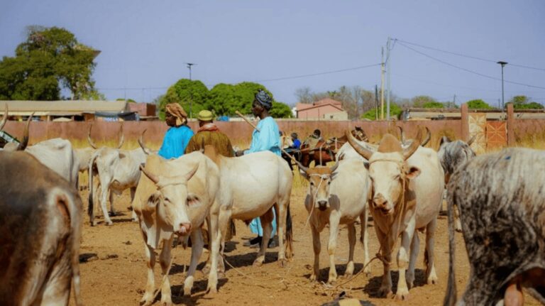 Cattle theft in Senegal: A betrayal within the herding community ...