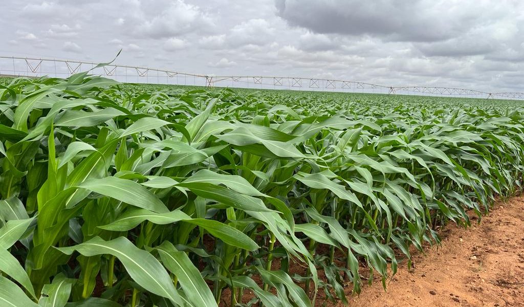 Kenya food security scheme soon | APAnews - African Press Agency