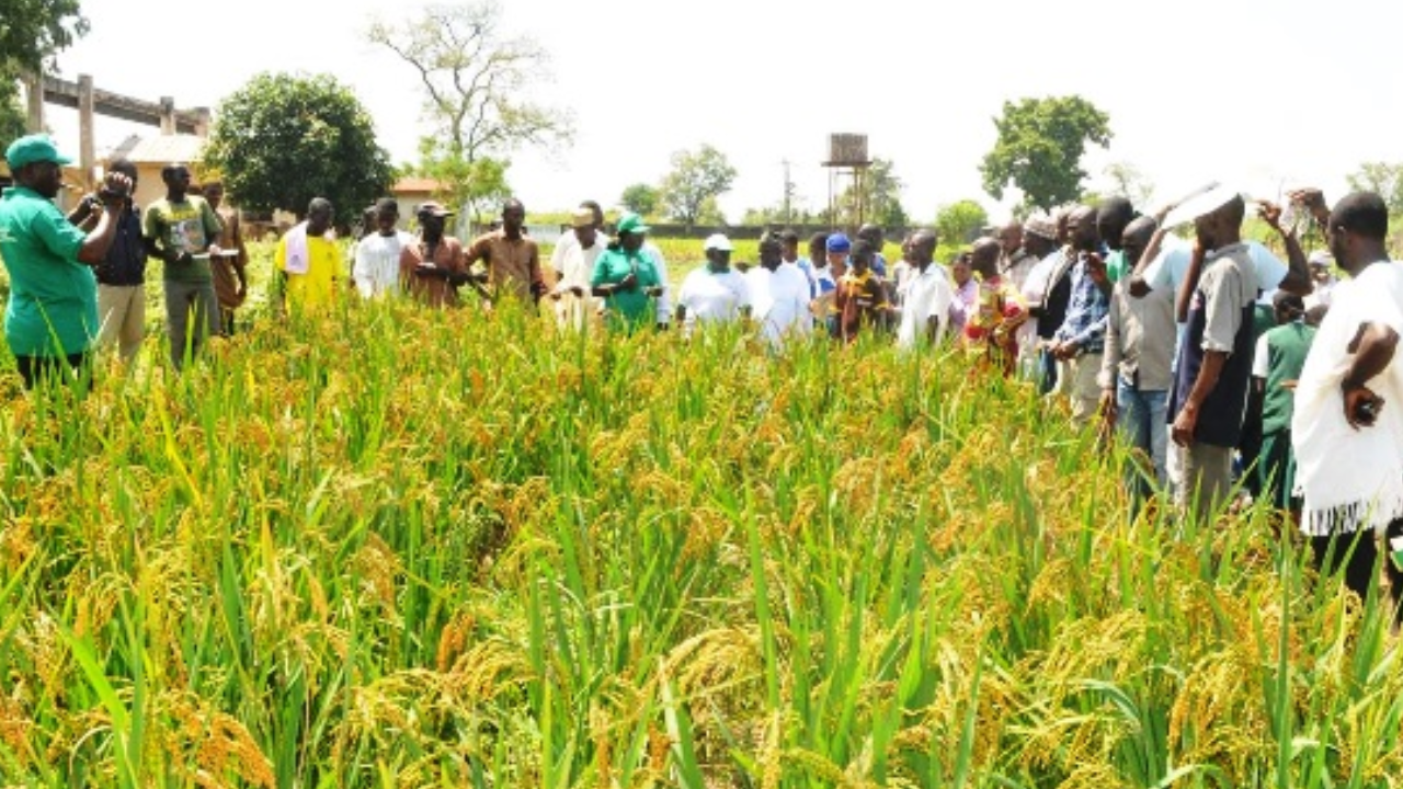 Gambia to partner Nigeria’s Kebbi State on improving rice production ...