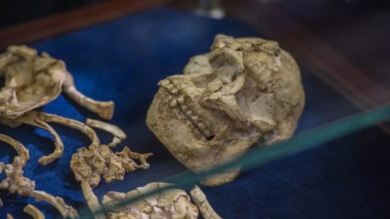 Ethiopia’s world-famous fossil to travel to Europe for first time ...