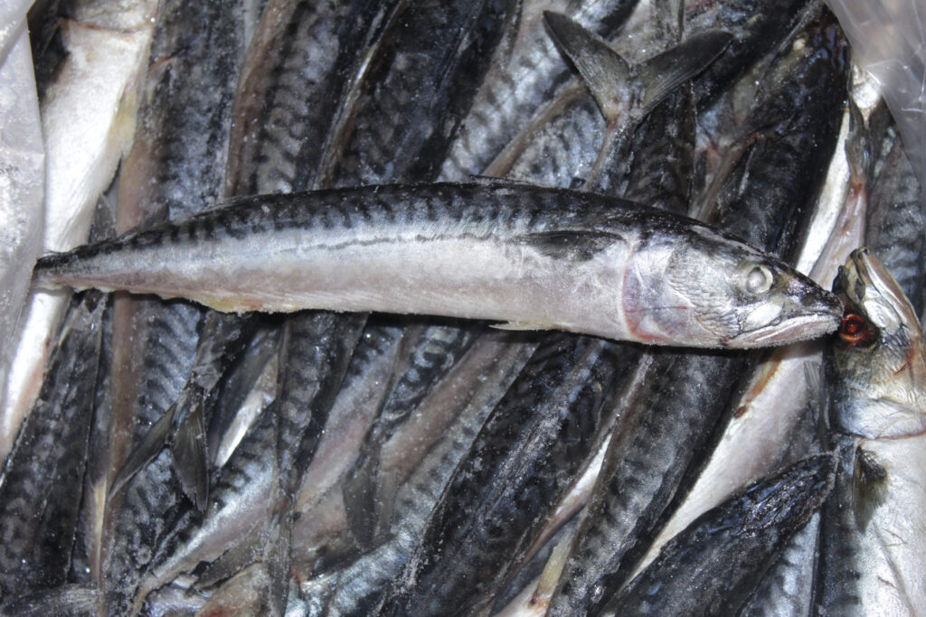 Preserved mackerel: Morocco accounts for 99% of African exports ...