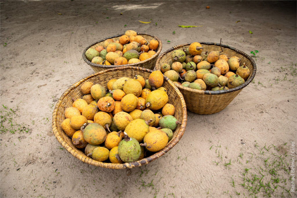 ‘Madd de Casamance’: Int'l designation for Senegal’s wild fruit ...