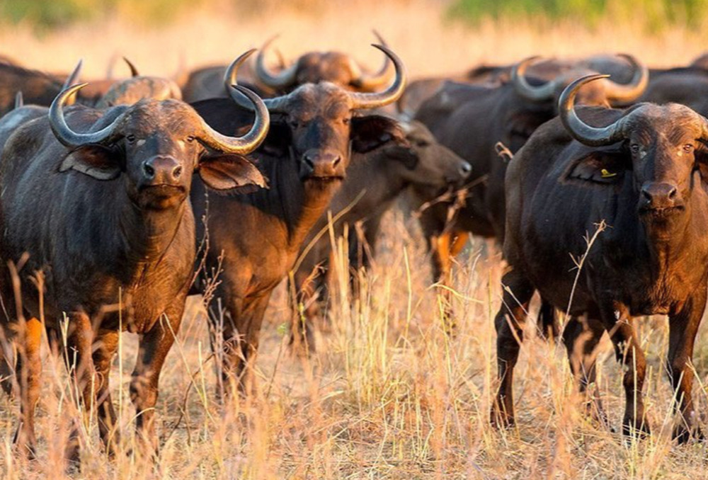 Stampede leaves 92 buffaloes dead in Namibia’s Chobe River | APAnews ...