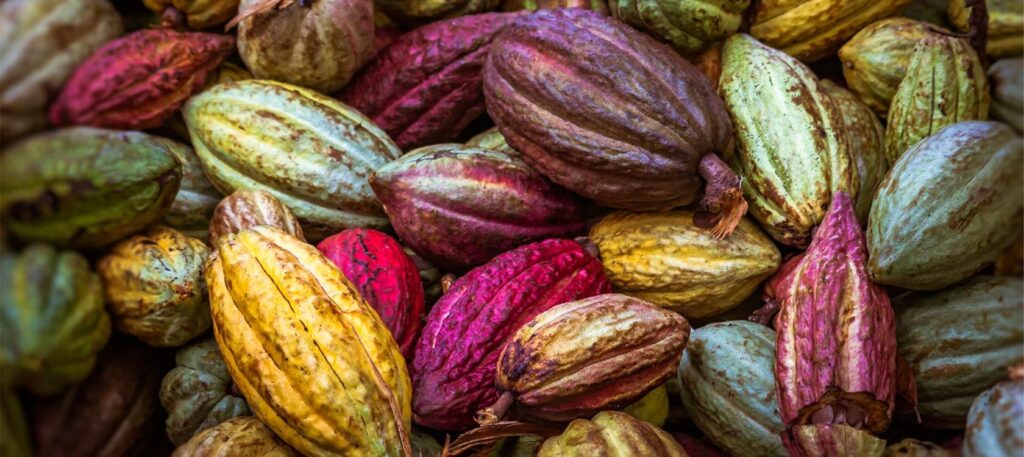 Côte d’Ivoire, Ghana set to harmonise cocoa farm-gate prices | APAnews ...