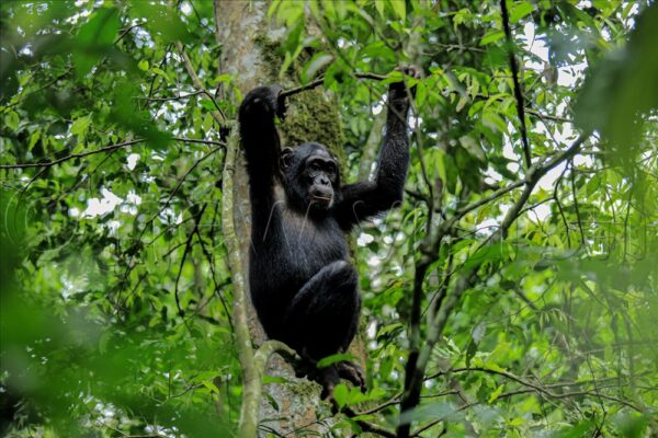Uganda chimp seizes, injures toddler | APAnews - African Press Agency